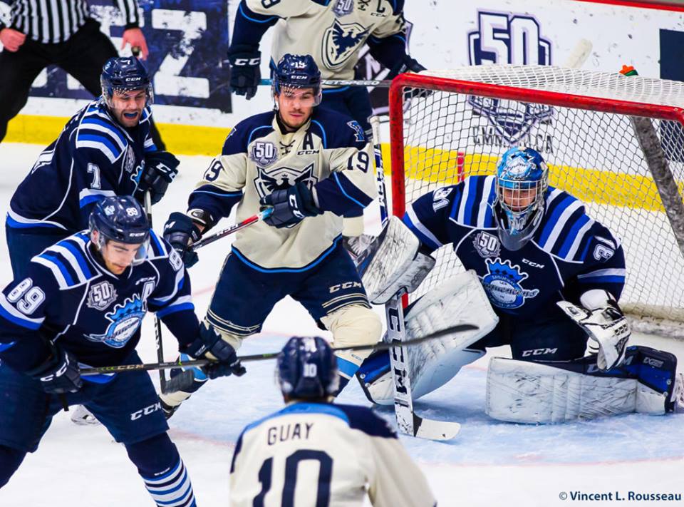 LHJMQ | Alexis Shank commet un vol en toute légalité - Hockey Herald